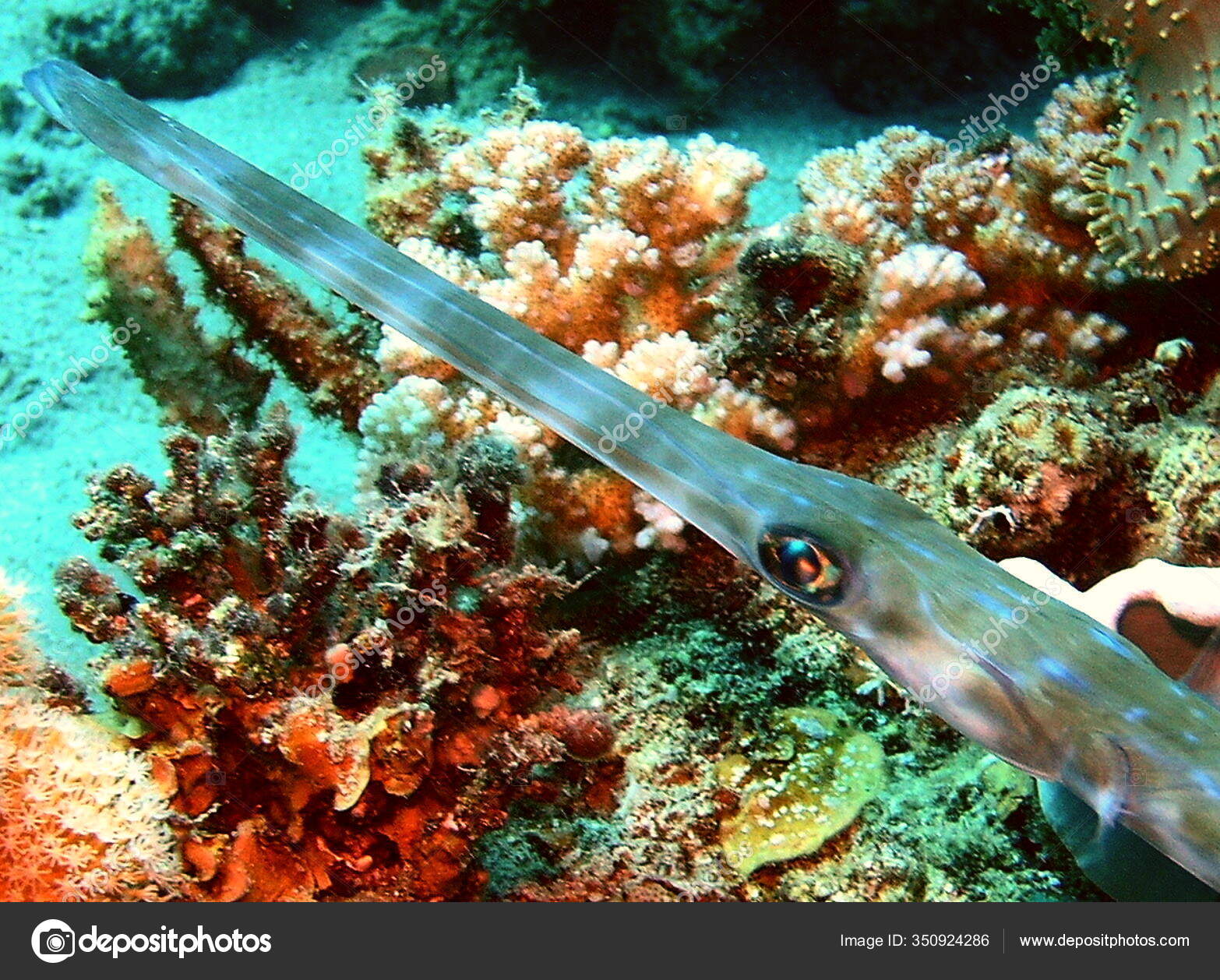Flute Fish