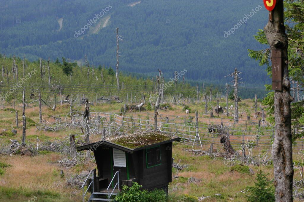 Naturaleza en el Brocken (muertes forestales) Si el último árbol es ...