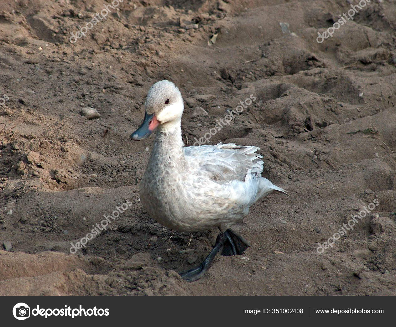 Duck Sand Floor Stock Photo by ©PantherMediaSeller 351002408