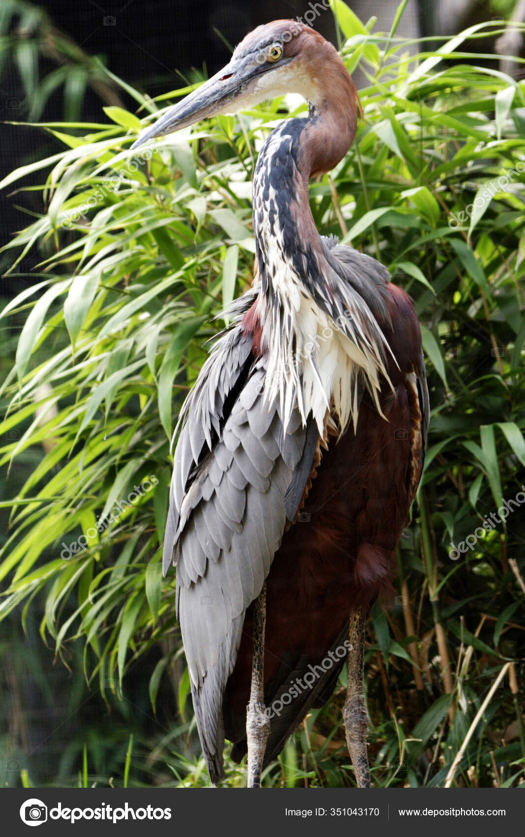 Probably Goliath Heron Stock Photo by ©PantherMediaSeller 351043170