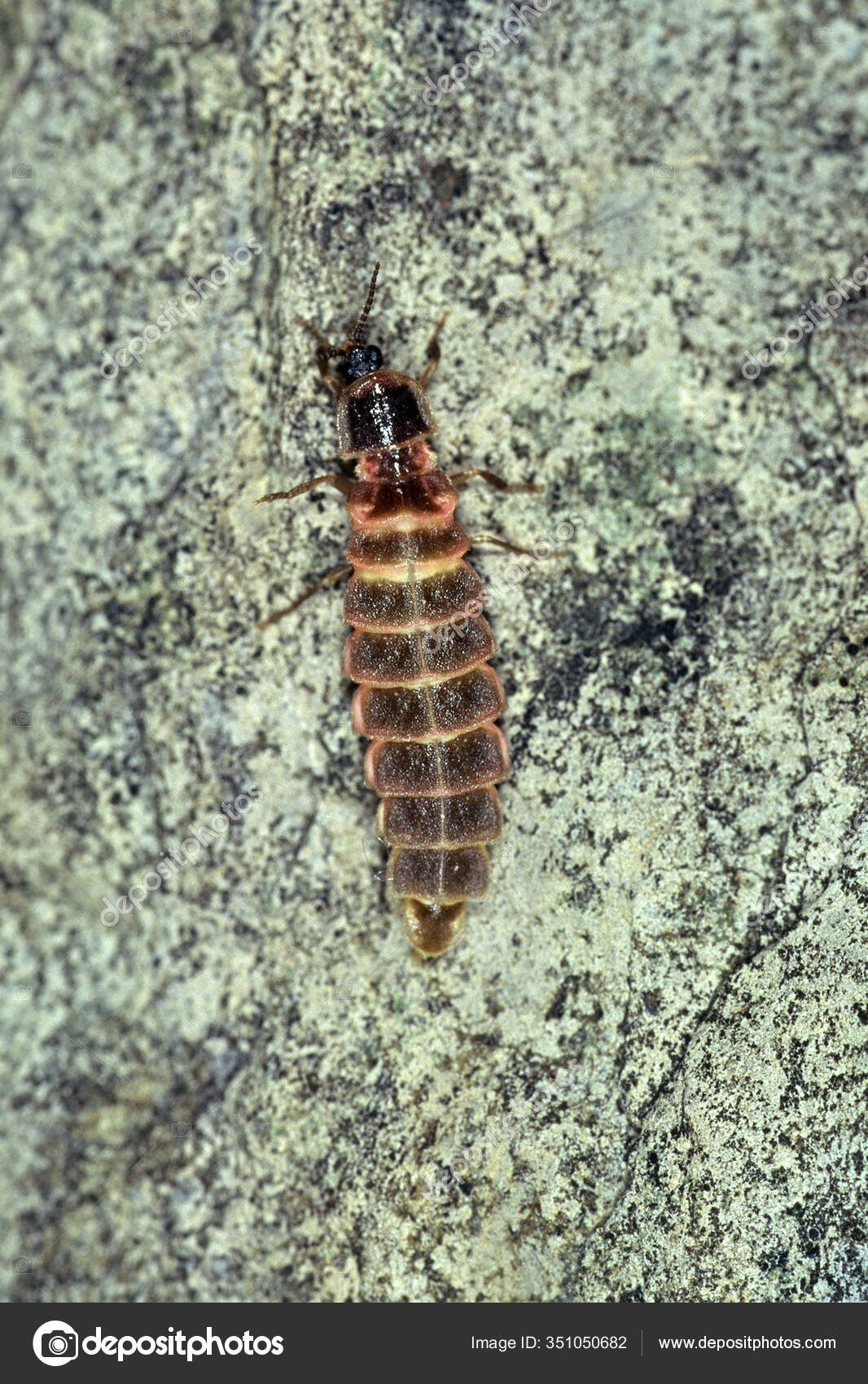 Lampyris Notiluca Large Fireflies — Stock Photo © PantherMediaSeller ...