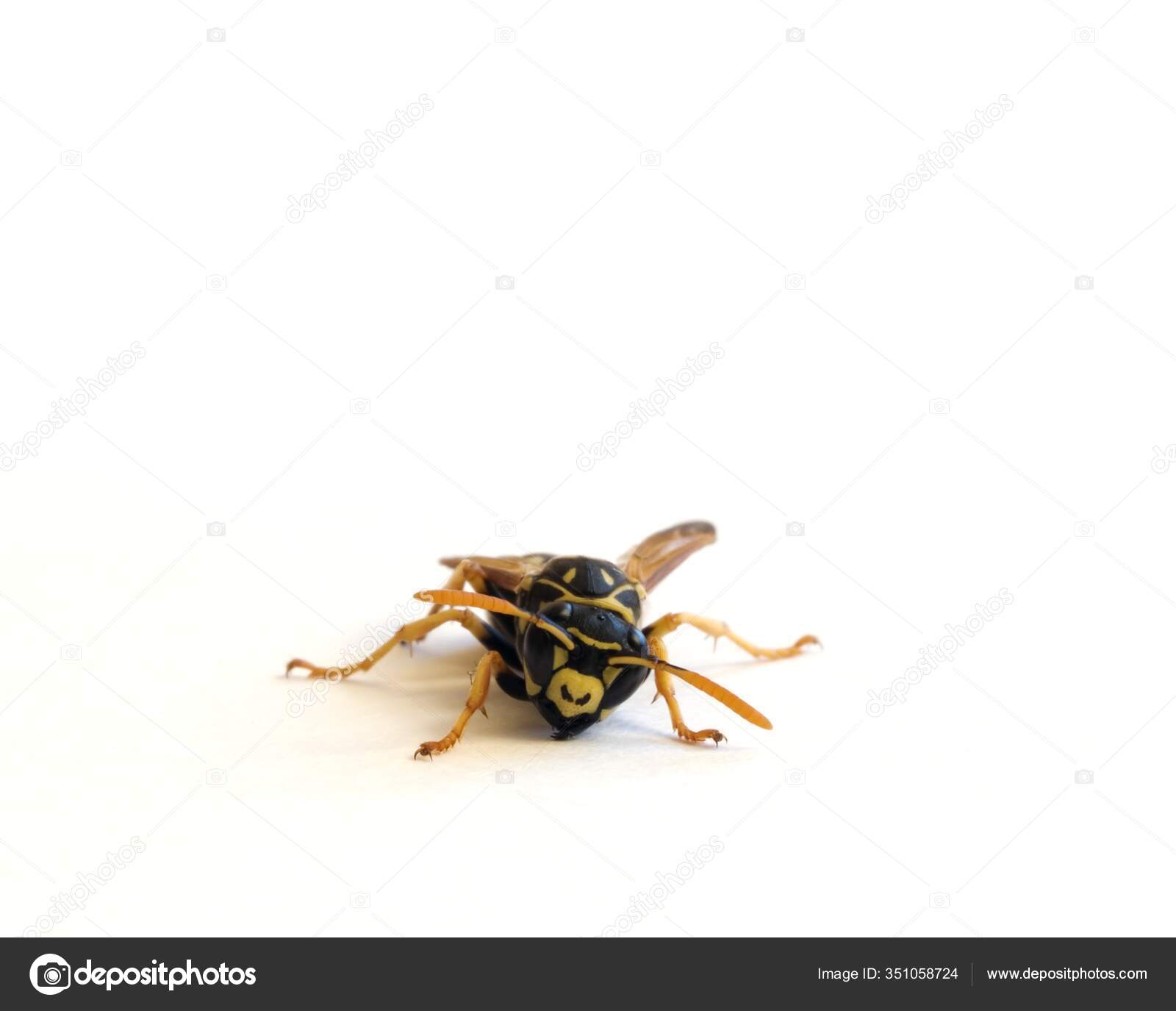 Closeup View Wasp Insects Macro Shot — Stock Photo © PantherMediaSeller ...