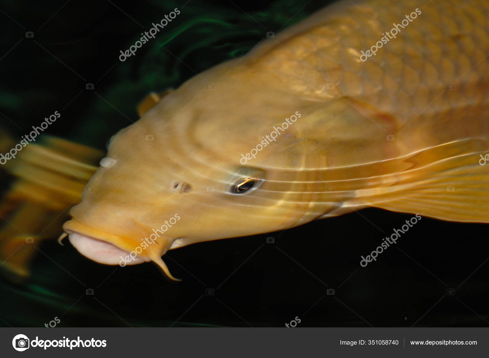 Koi Fish Asian Lake Fish Stock Photo by ©PantherMediaSeller 351058740