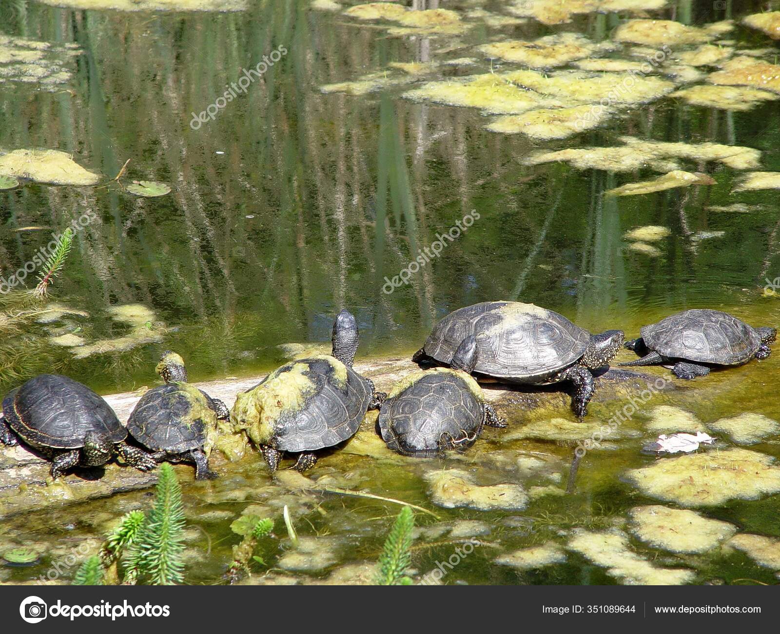 Turtles Pond Stock Photo by ©PantherMediaSeller 351089644