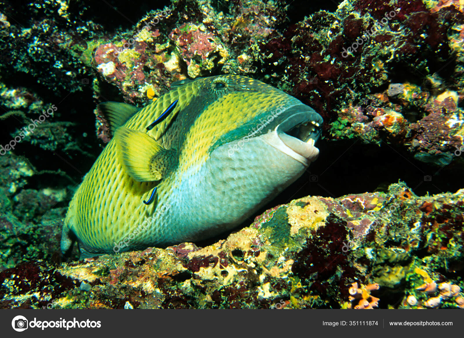 Green Giant Pusher Can Maintained Cleaner Fish Many House Reefs Stock ...