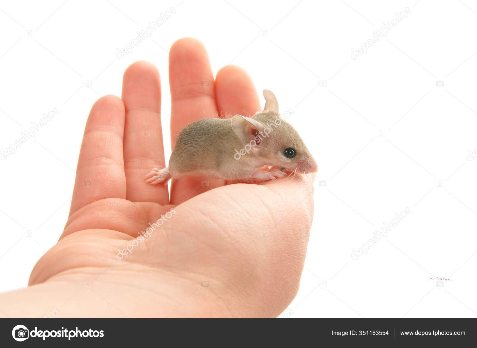 Goose Mouse Hand — Stock Photo © PantherMediaSeller #351183554