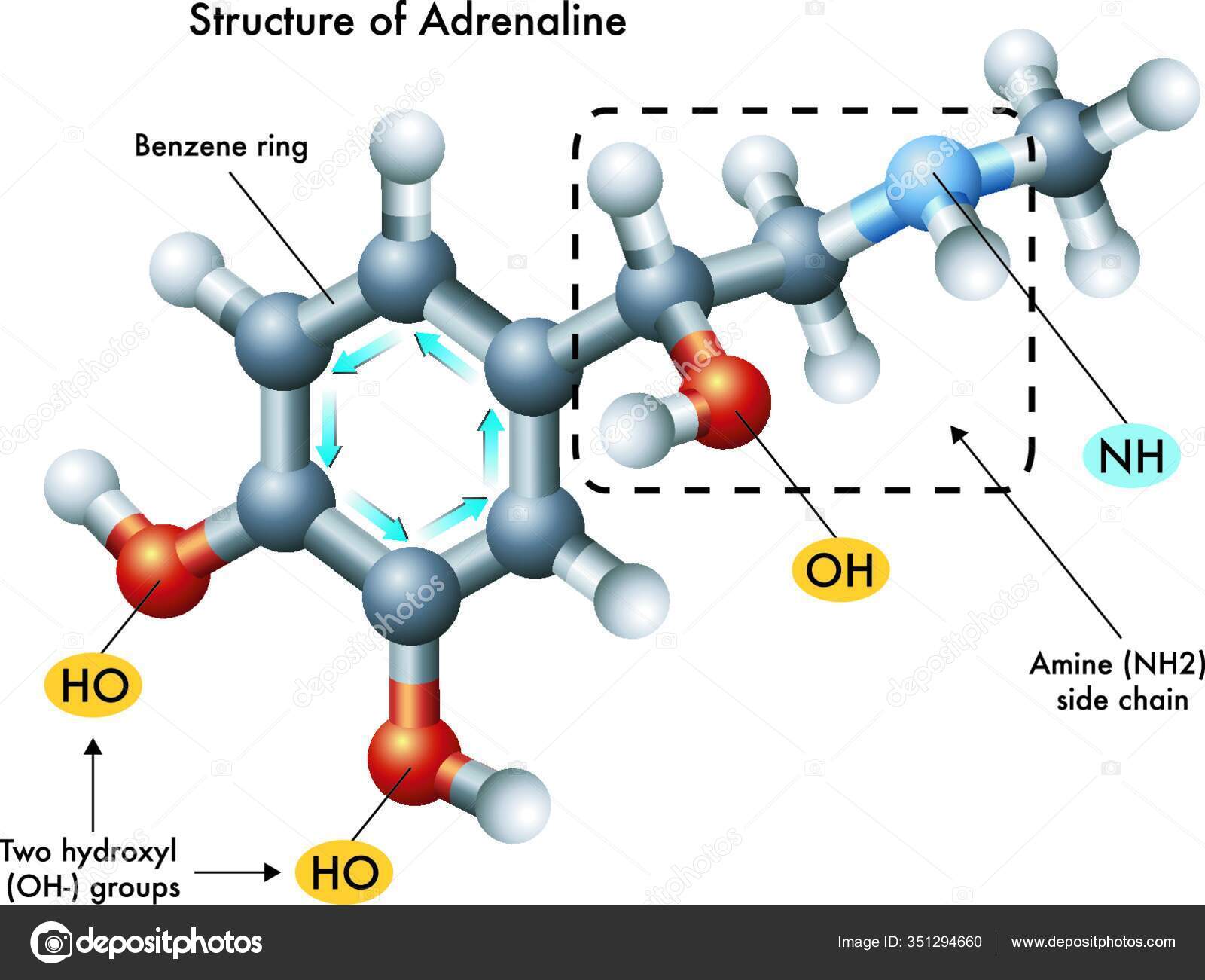 Medical Illustration Structure Adrenaline — Stock Vector ...