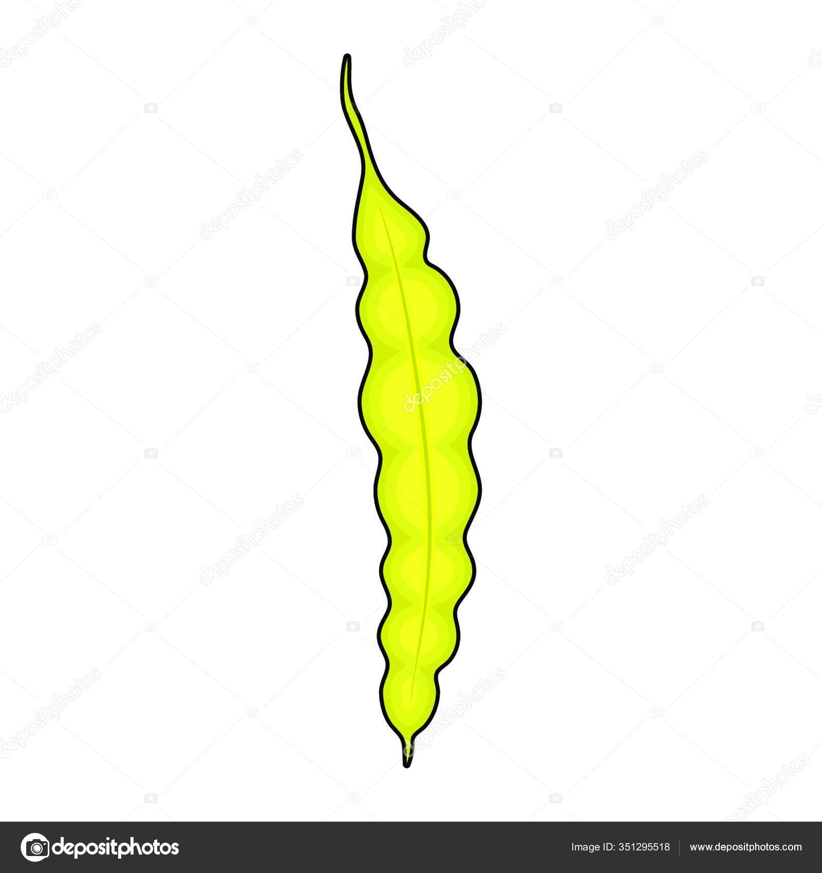 String Bean Yellow Isolated White Background Stock Vector by ...