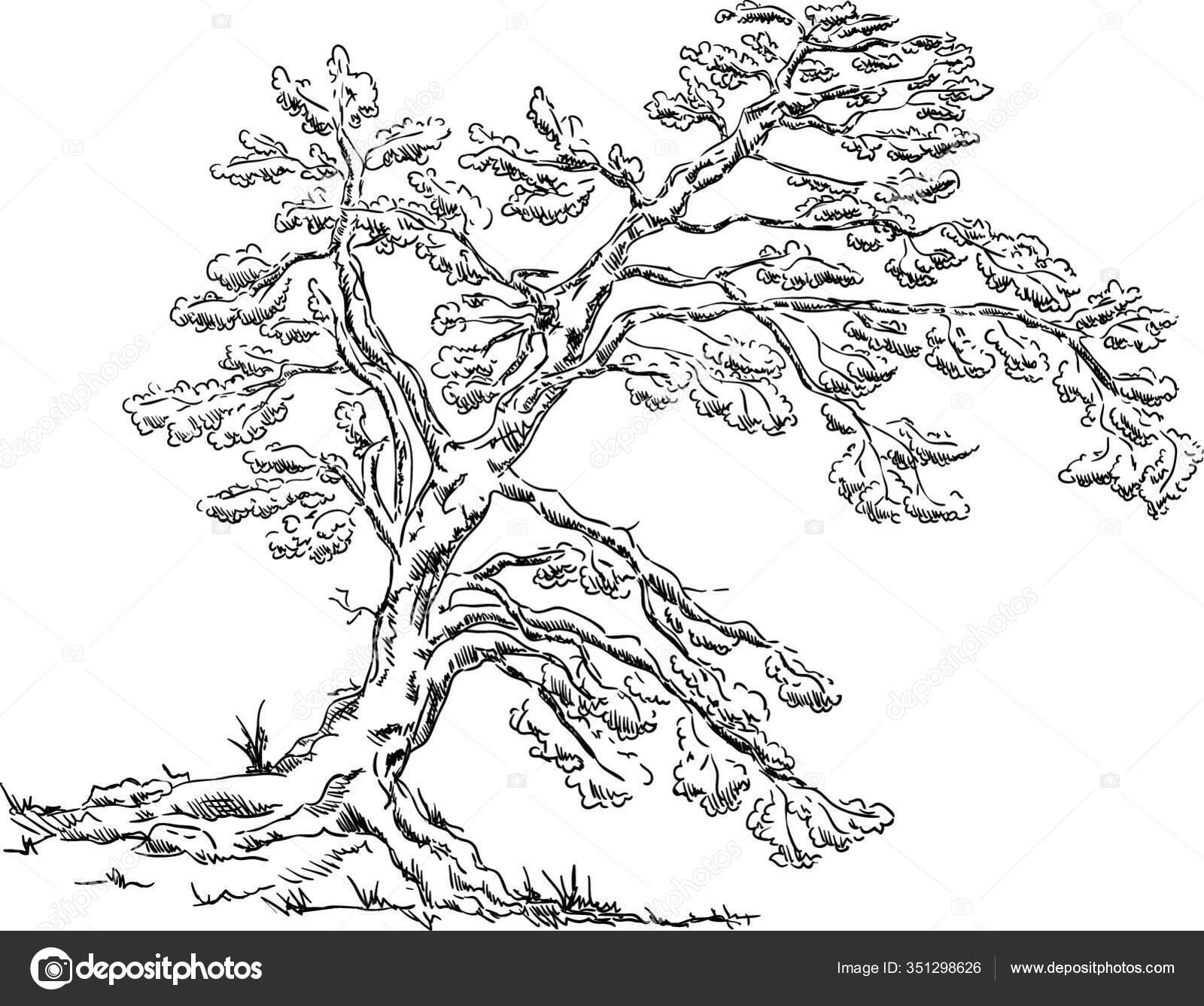 Vector Big Old Tree Isolated Background Stock Vector Image by ...