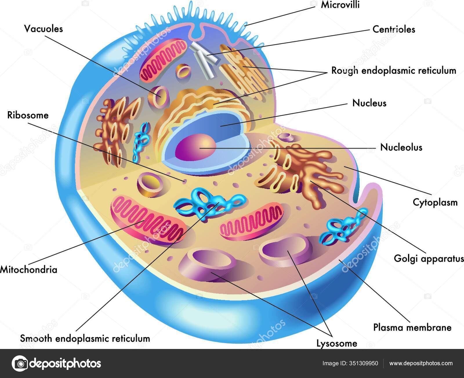 Medical Illustration Elements Human Cell Stock Vector by ...