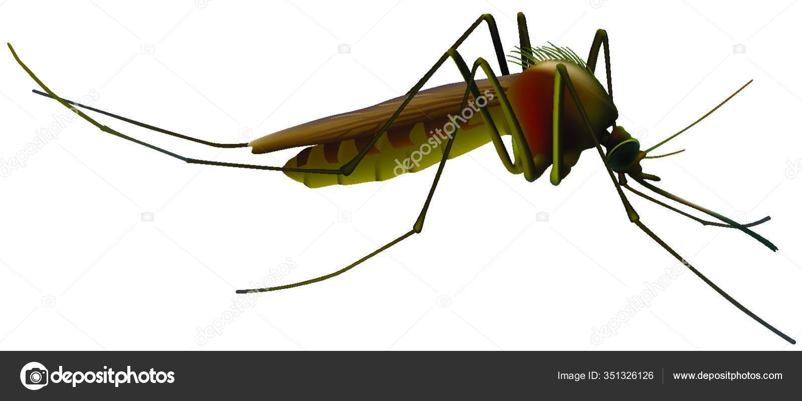 Culex Mosquito Drawing