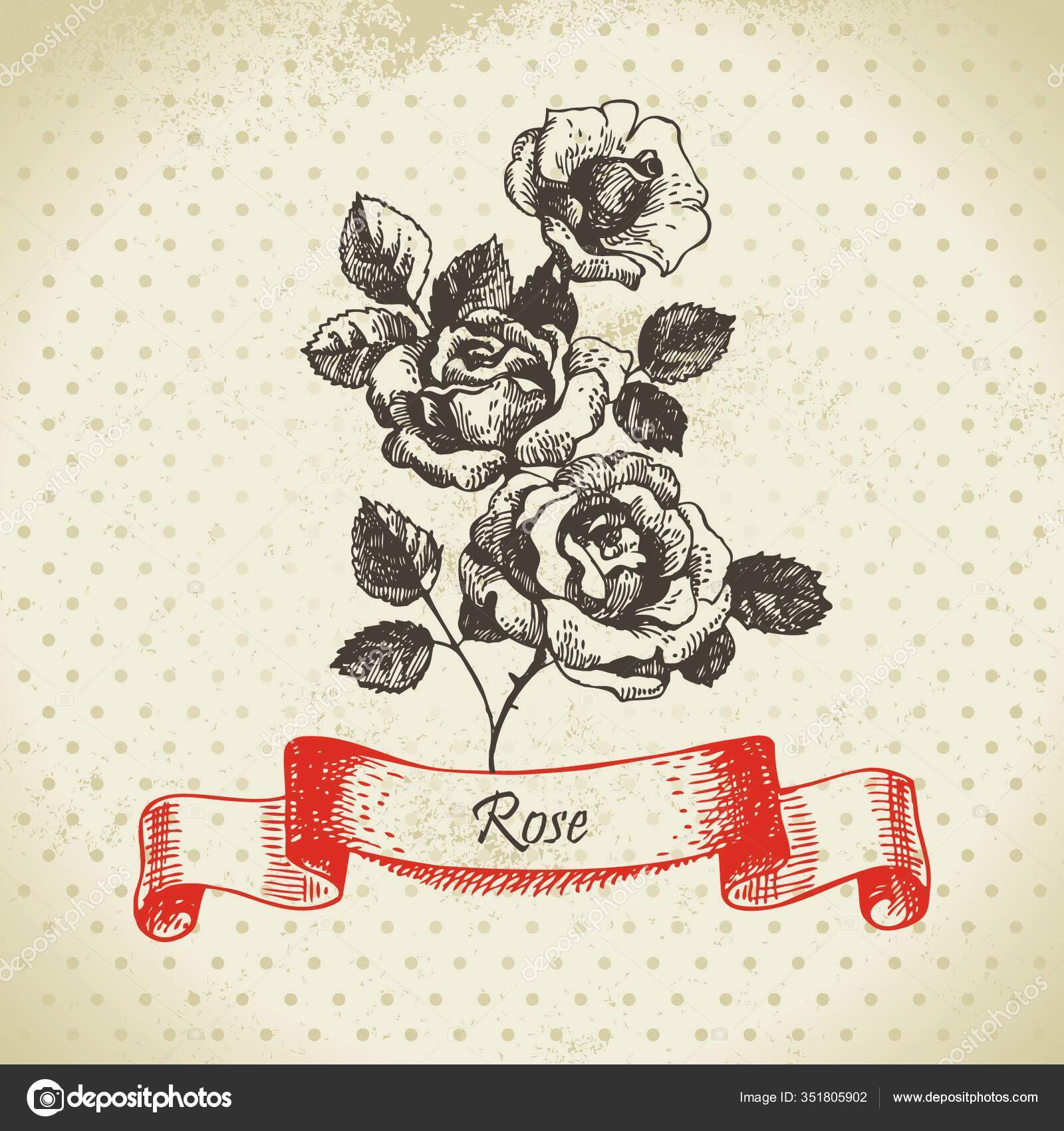 Rose Hand Drawn Vintage Design Stock Vector Image by ...