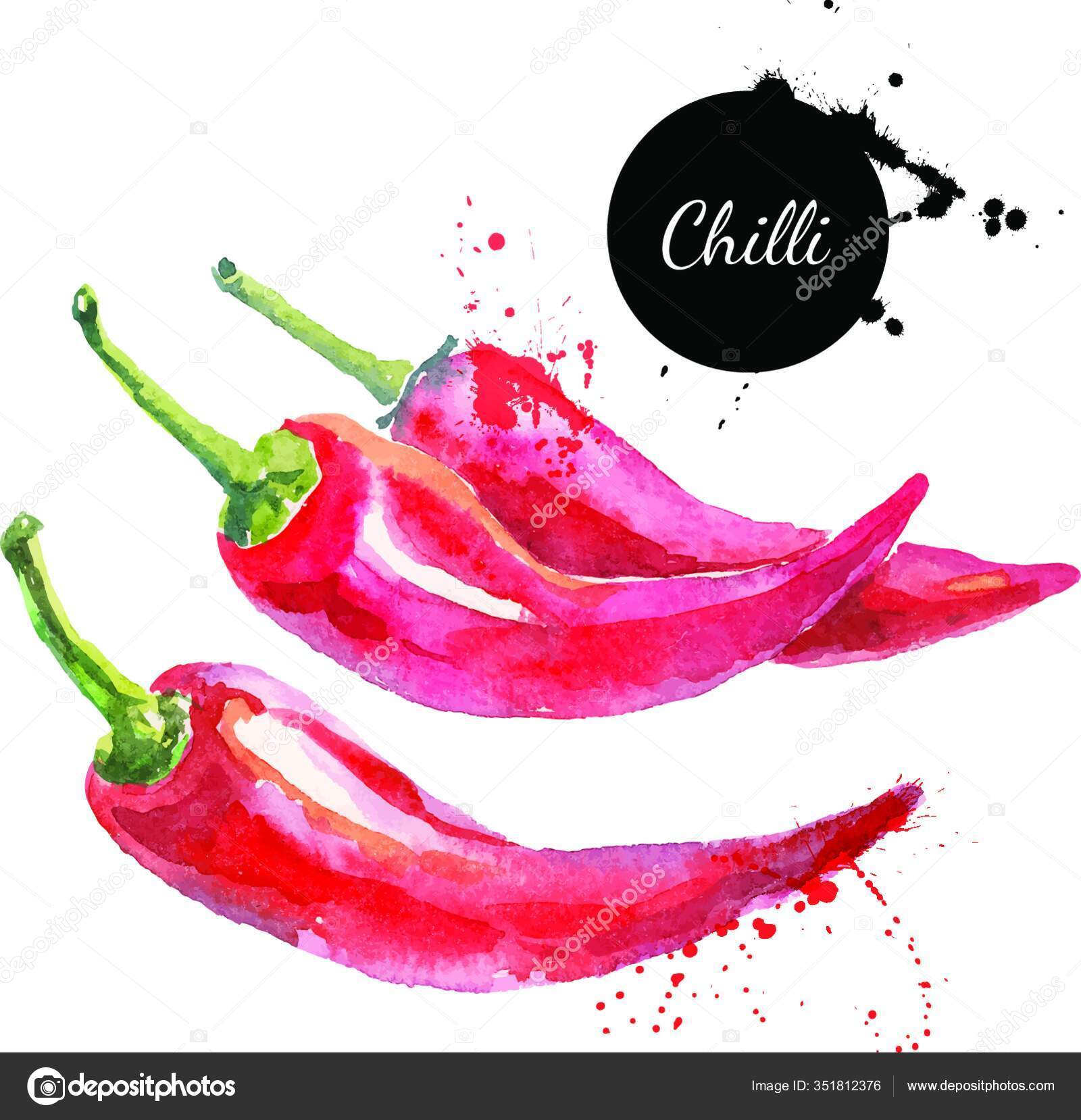 Chilli Hand Drawn Watercolor Painting White Background Vector ...