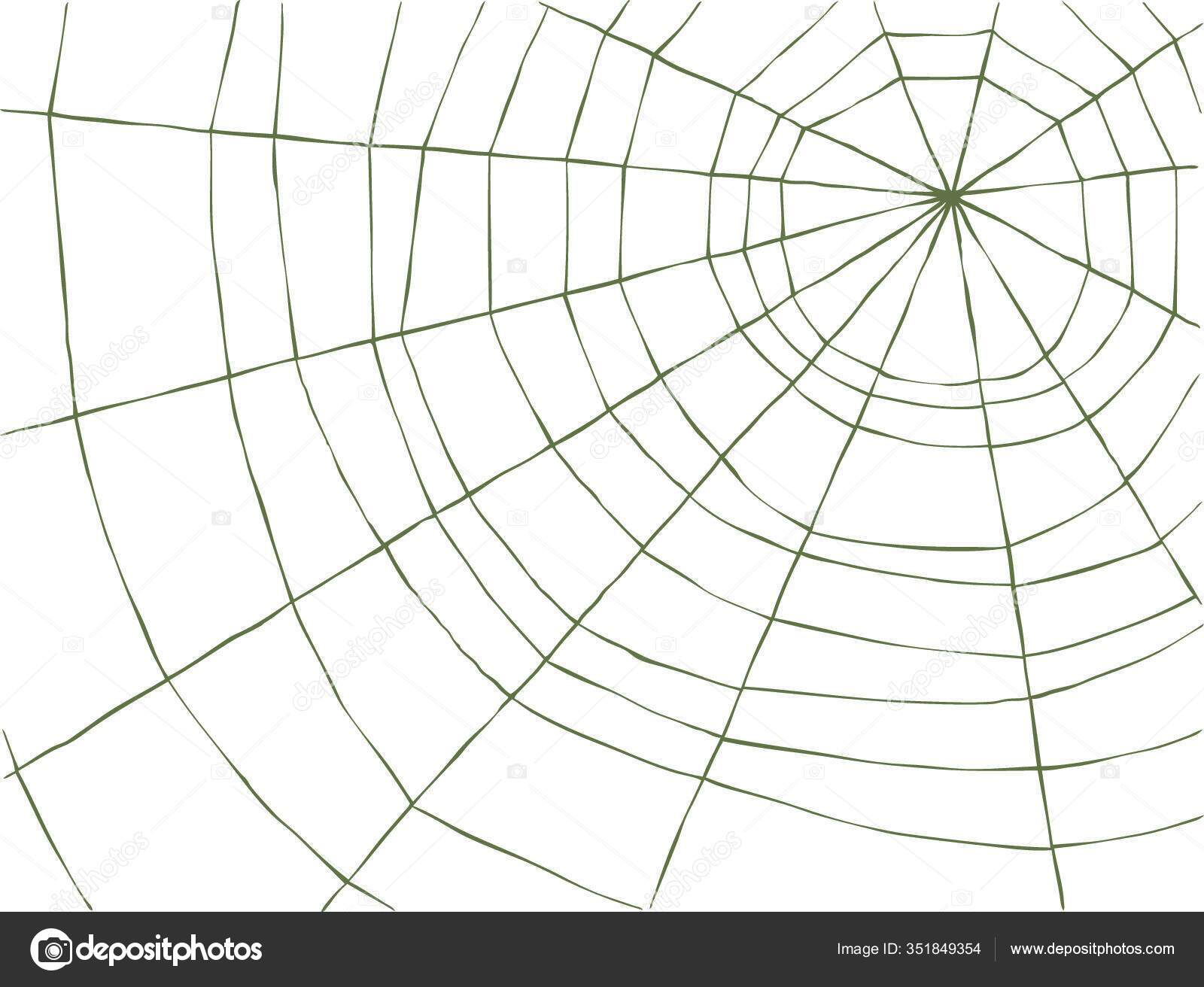 Spider Web White Background Vector Stock Vector Image by ...