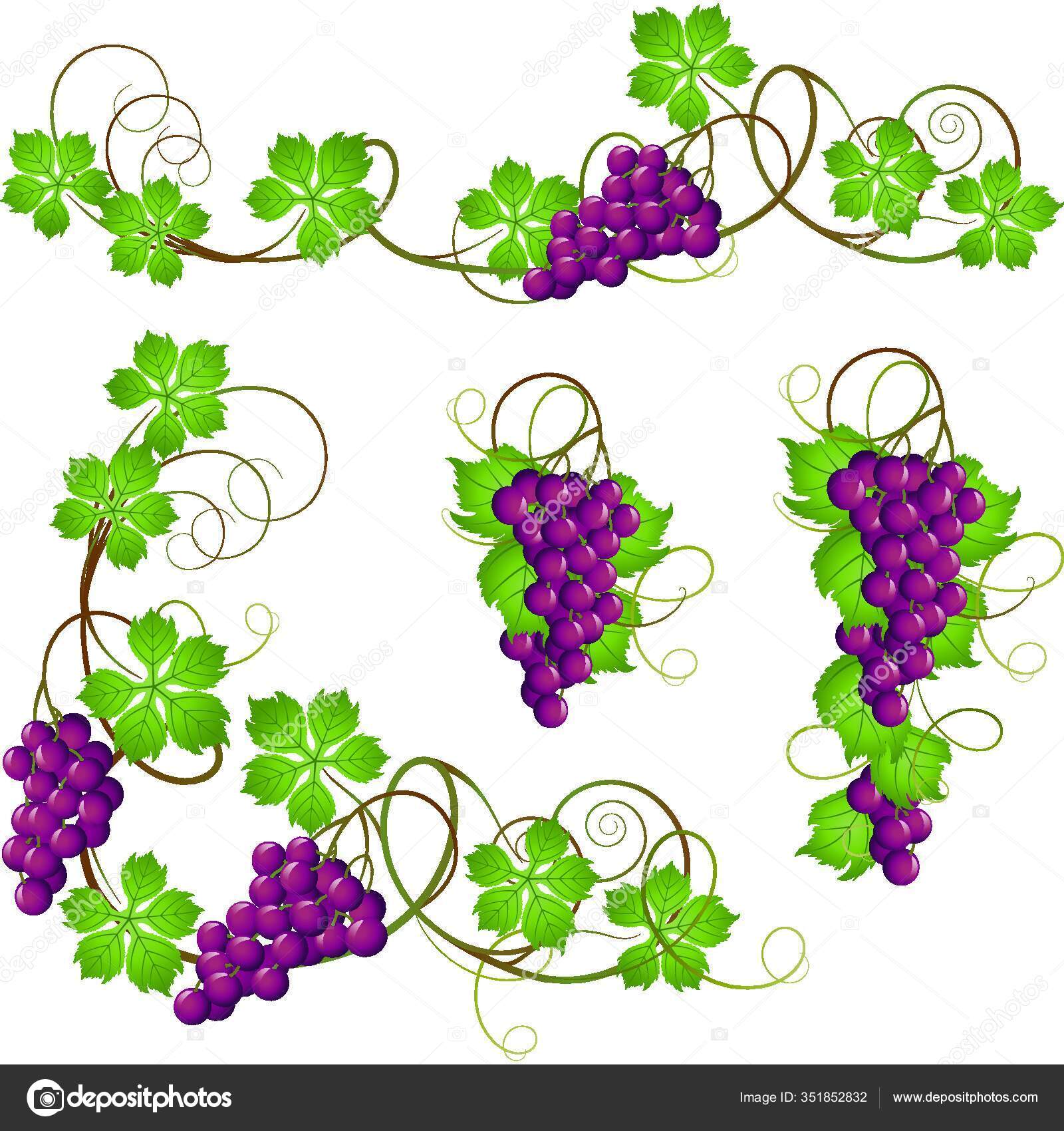 Set Elements Vine Decoration Stock Vector Image by ©PantherMediaSeller ...