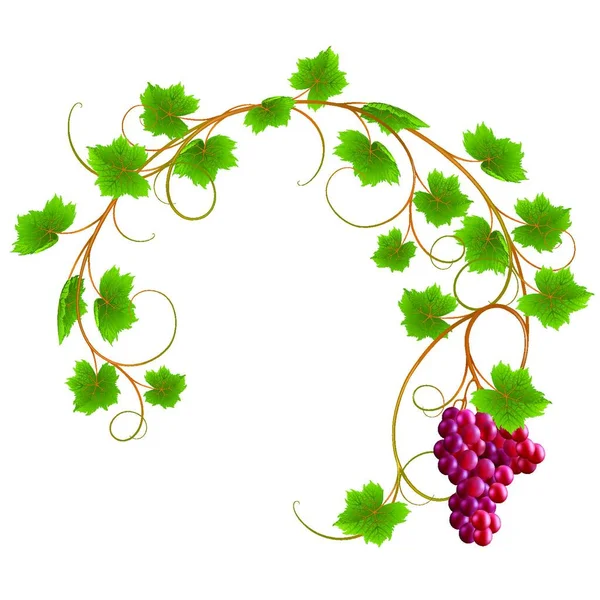 Red vine Stock Vector Image by ©len_pri #8704915