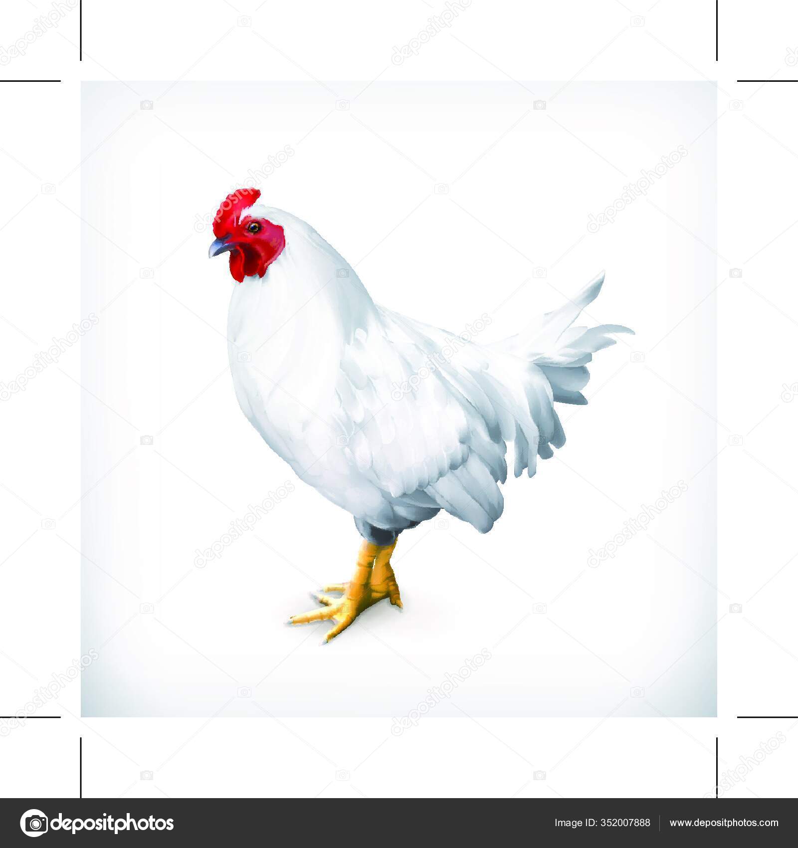 White Chicken Vector Illustration Stock Vector by ©PantherMediaSeller ...