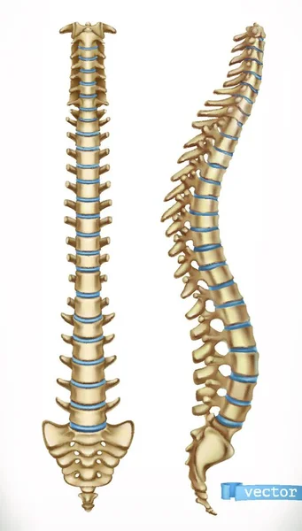 The human spine. Vertebral column. Backbone. Anterior, posterior ...