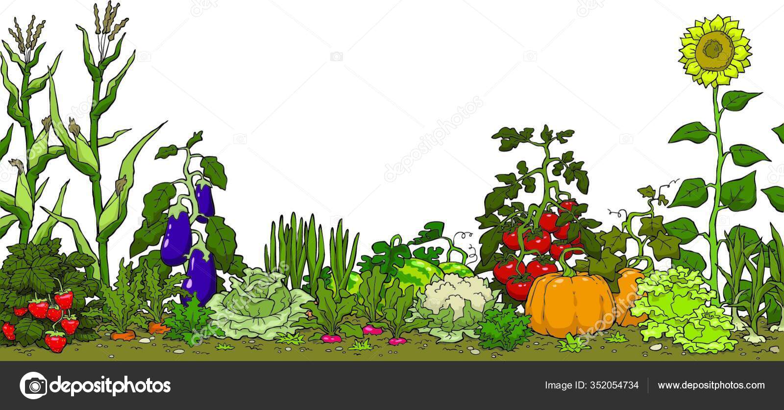 Vegetable Garden Bed White Background Vector Illustration Stock Vector ...