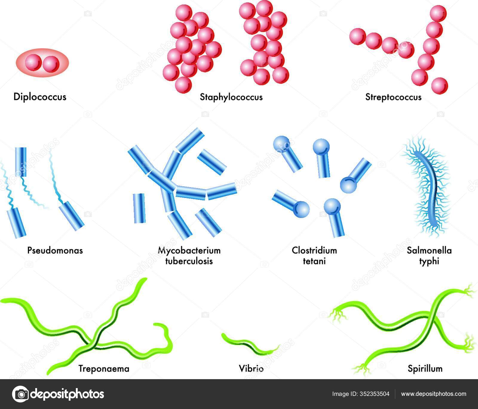 Ilustrasi Medis Dari Beberapa Jenis Bakteri Vektor Stok oleh ...