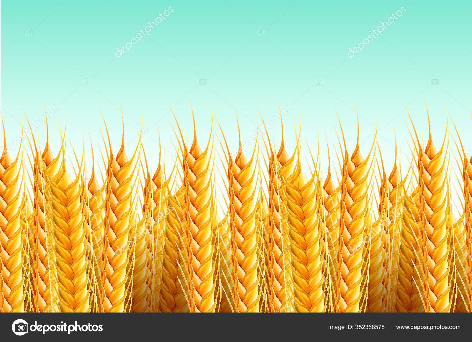 Vector Realistic Seamless Wheat Background Illustration Stock Vector ...