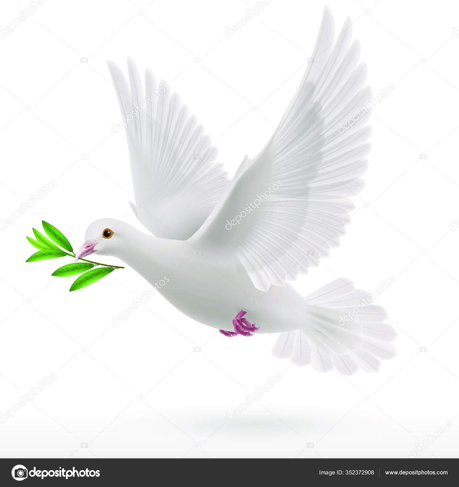 Contorno De Paloma Volando Paloma Blanca Vector De Stock #74766965 De