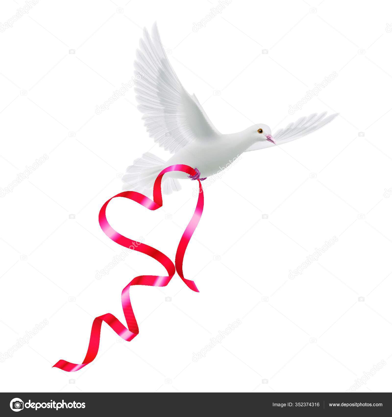 White Dove Red Ribbon White Background Stock Vector Image by ...