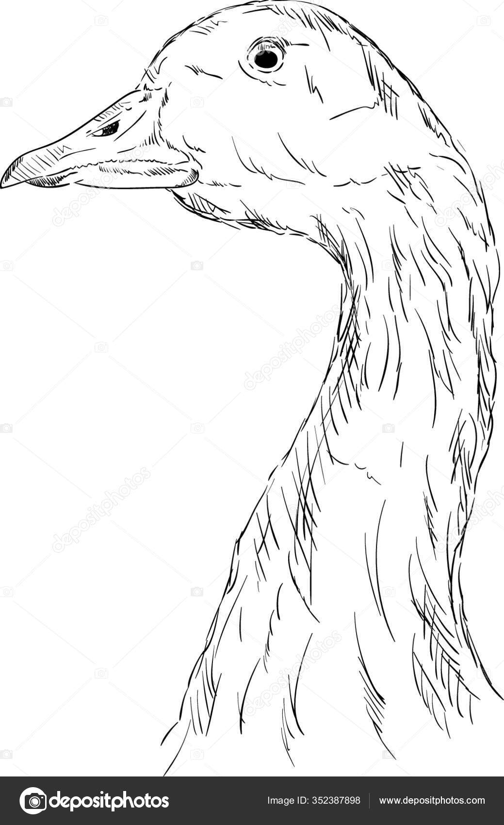 Vector Goose Head Isolated White Background Stock Vector by ...