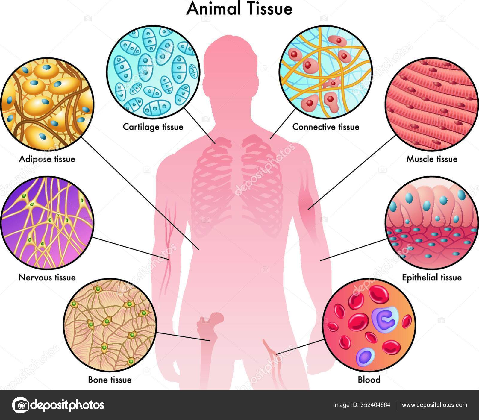 Medical Illustration Various Animal Tissues Stock Vector Image by ...