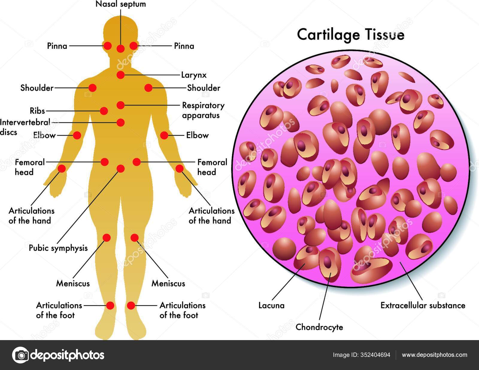 Medical Illustration Cartilage Tissue Its Position Human Body Stock ...