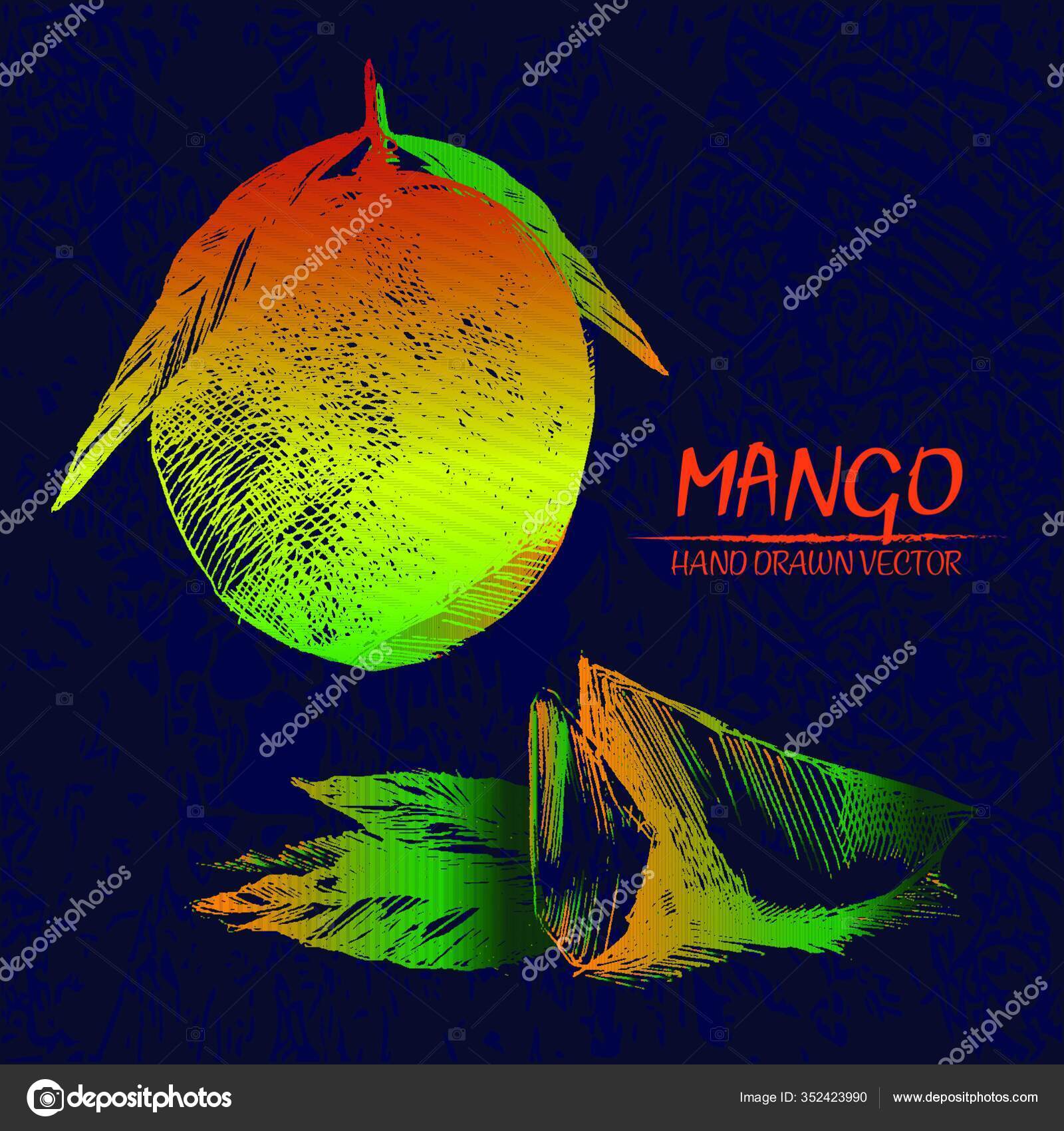 Digital Vector Detailed Color Mango Hand Drawn Retro Illustration ...