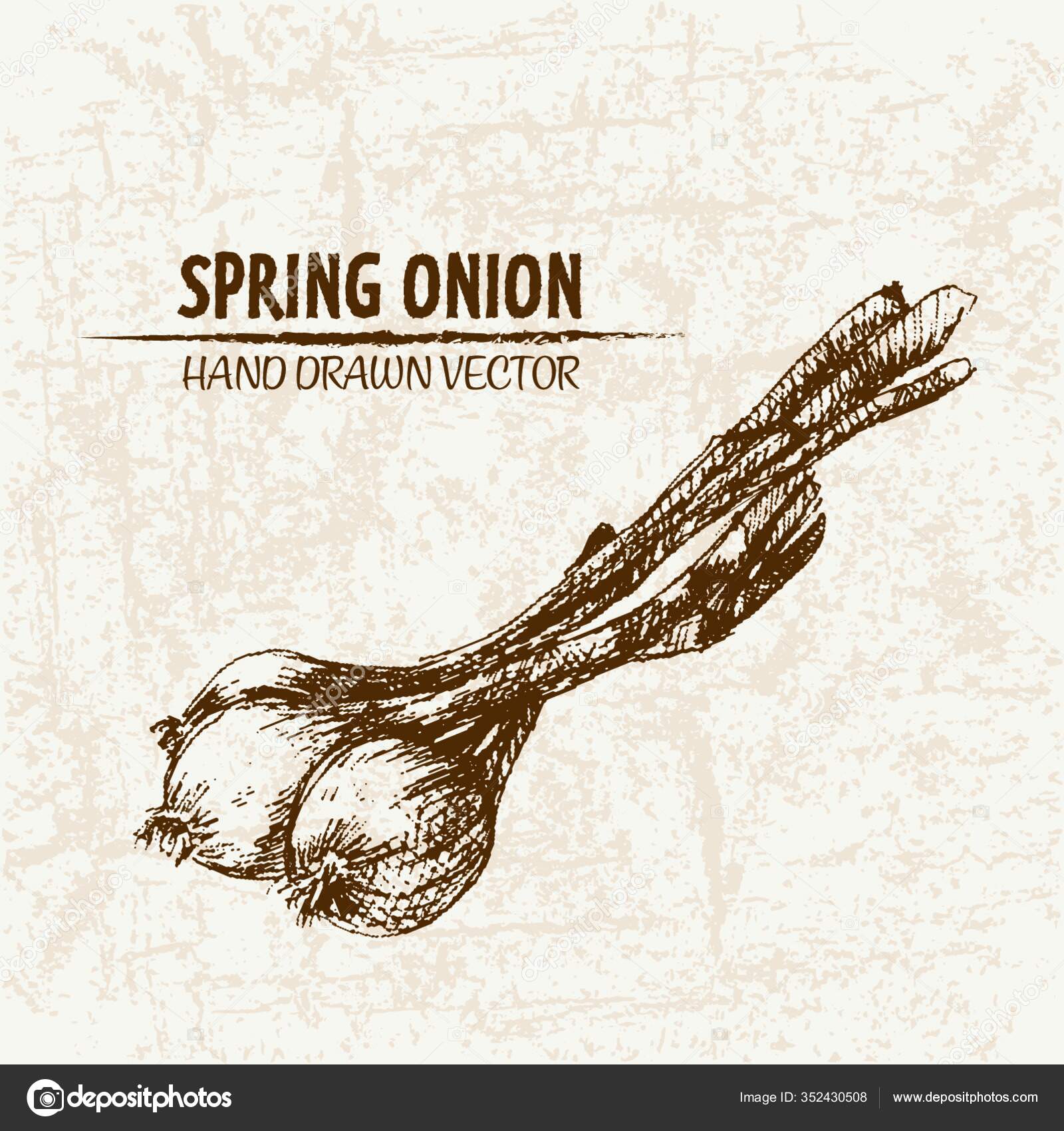 Digital Vector Detailed Line Art Spring Onion Vegetable Hand Drawn ...