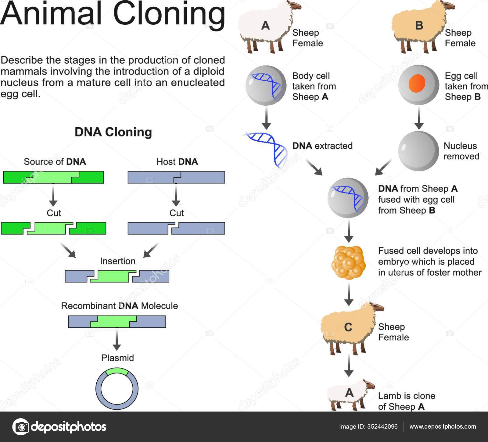 Clonación Evolución Más Reciente Cría Asistida Selectiva Ganadería ...