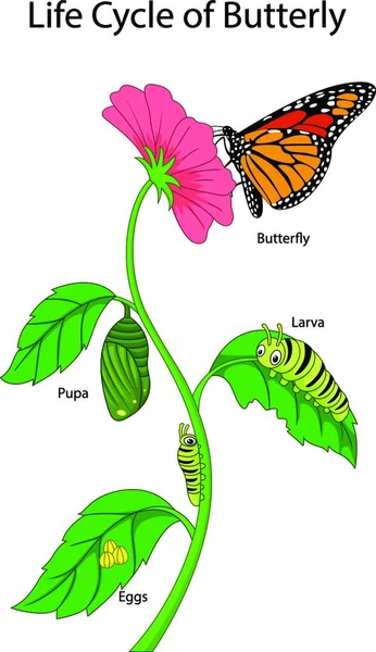 Monarch butterfly life cycle Vector Art Stock Images | Depositphotos