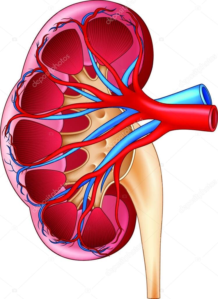 Ilustración de la anatomía interna del riñón humano 2023