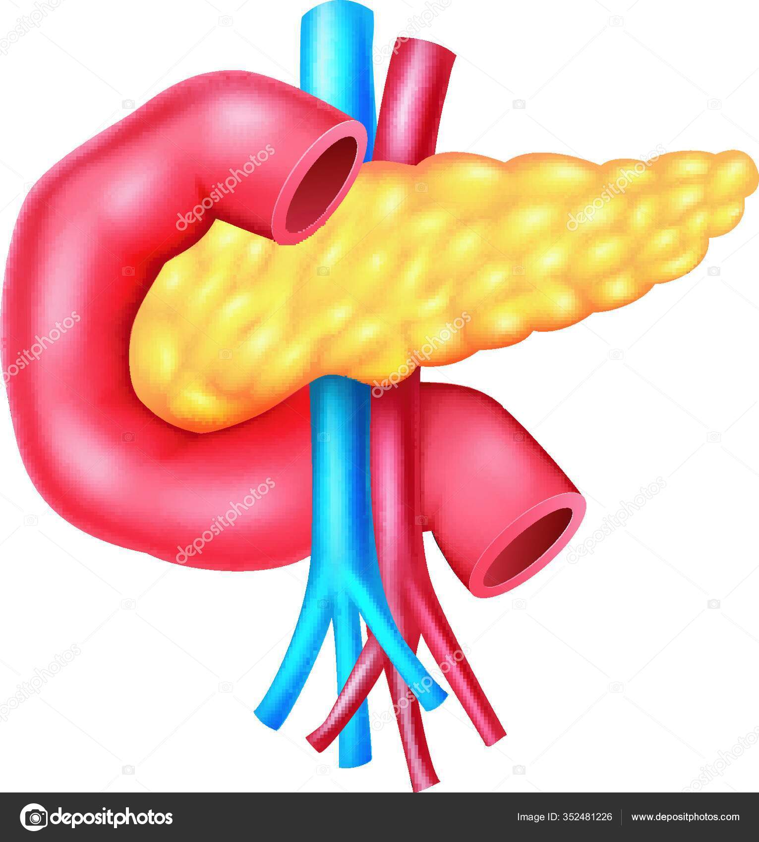 Illustration Human Internal Pancreas Anatomy Stock Vector by ...