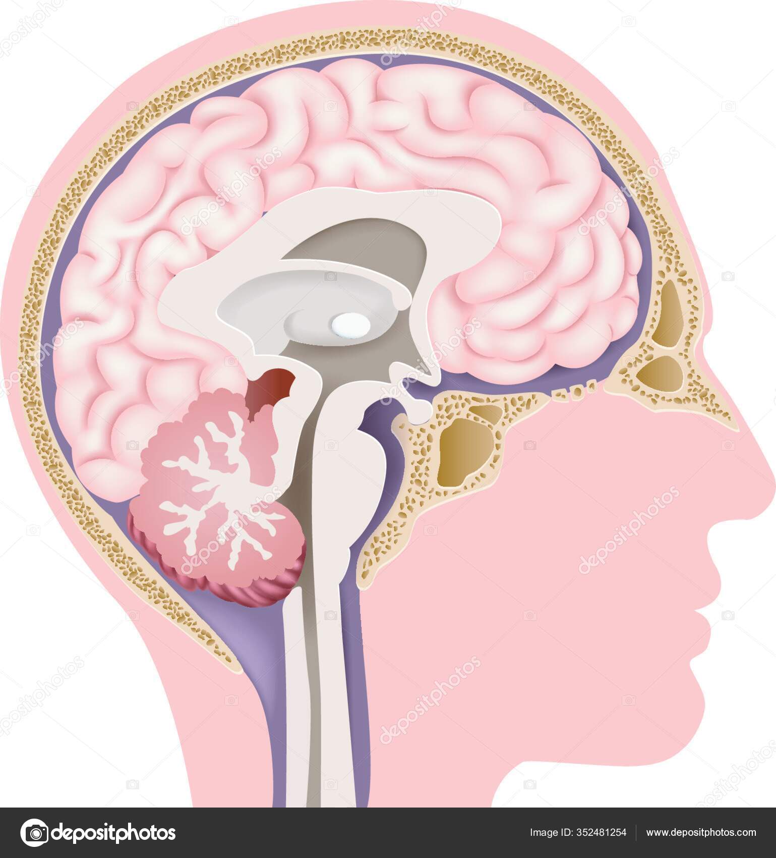 Illustration Human Internal Brain Anatomy Stock Vector Image by ...