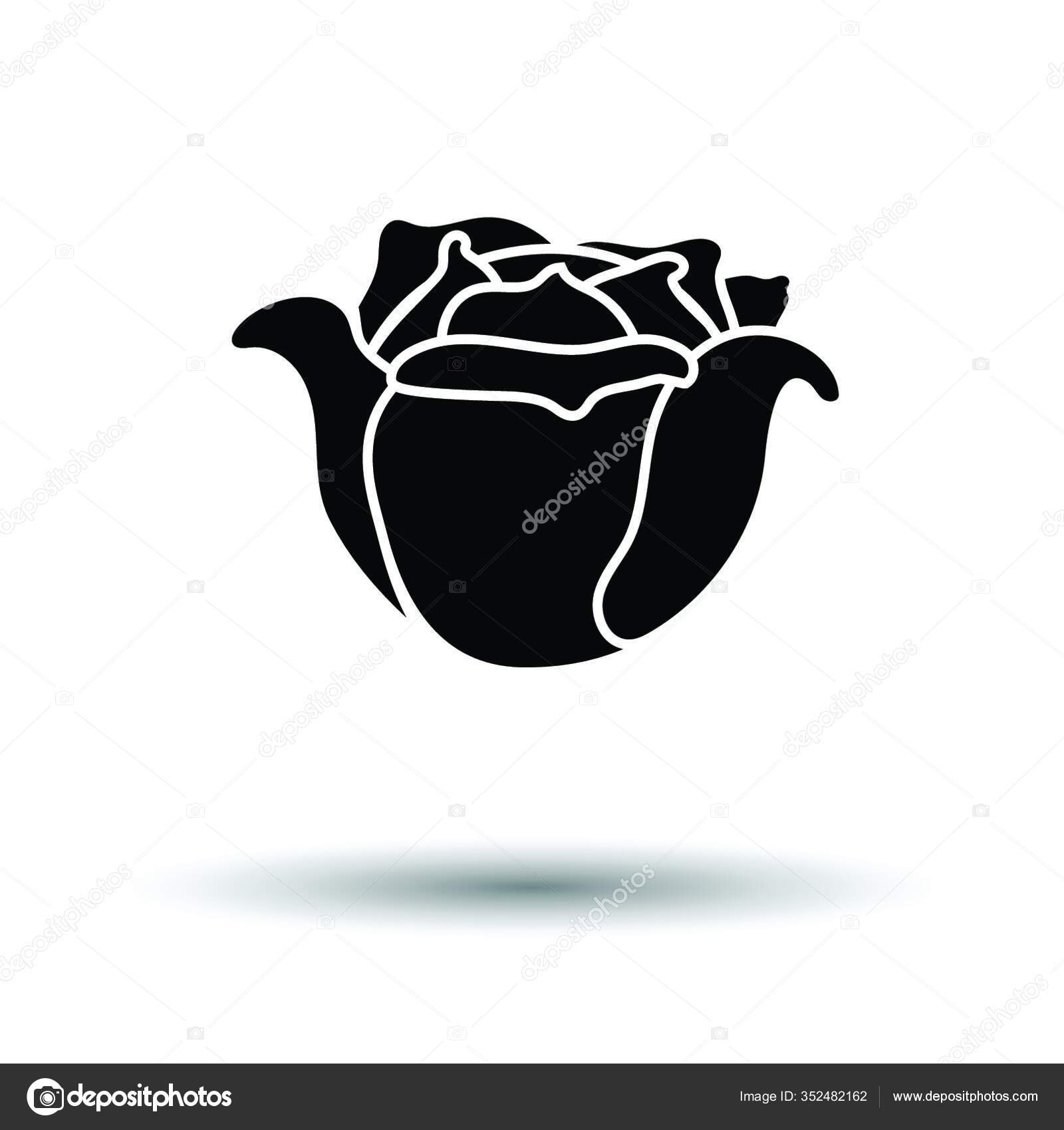 Cabbage Icon White Background Shadow Design Vector Illustration Stock ...