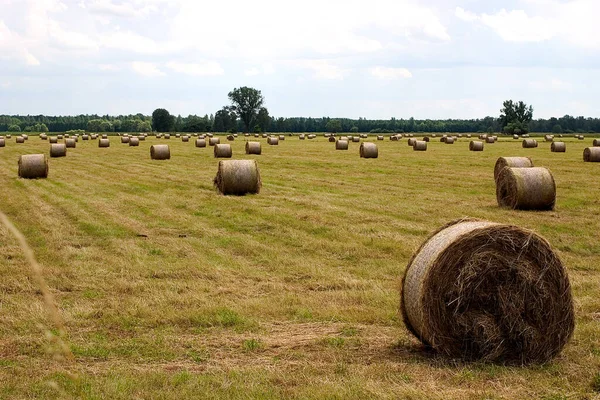 Making hay bales Stock Photos, Royalty Free Making hay bales Images ...