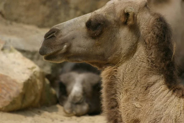 Trampling animals Stock Photos, Royalty Free Trampling animals Images ...