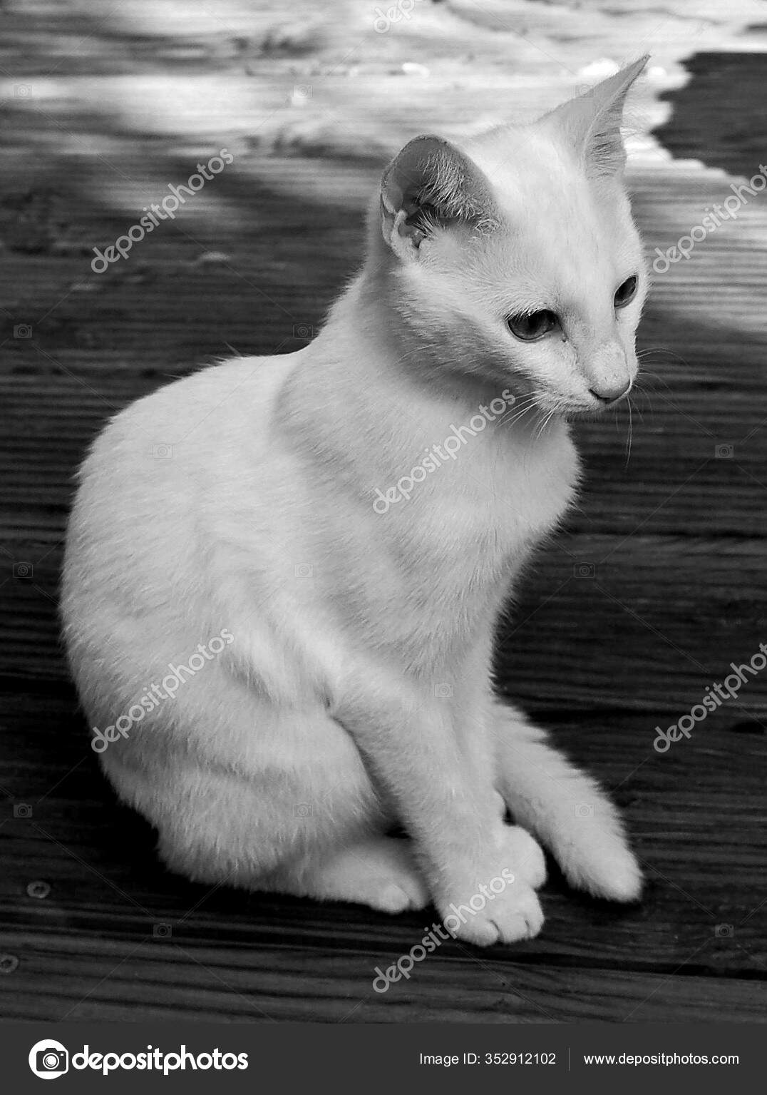 Portrait Cute Cat — Stock Photo © PantherMediaSeller #352912102