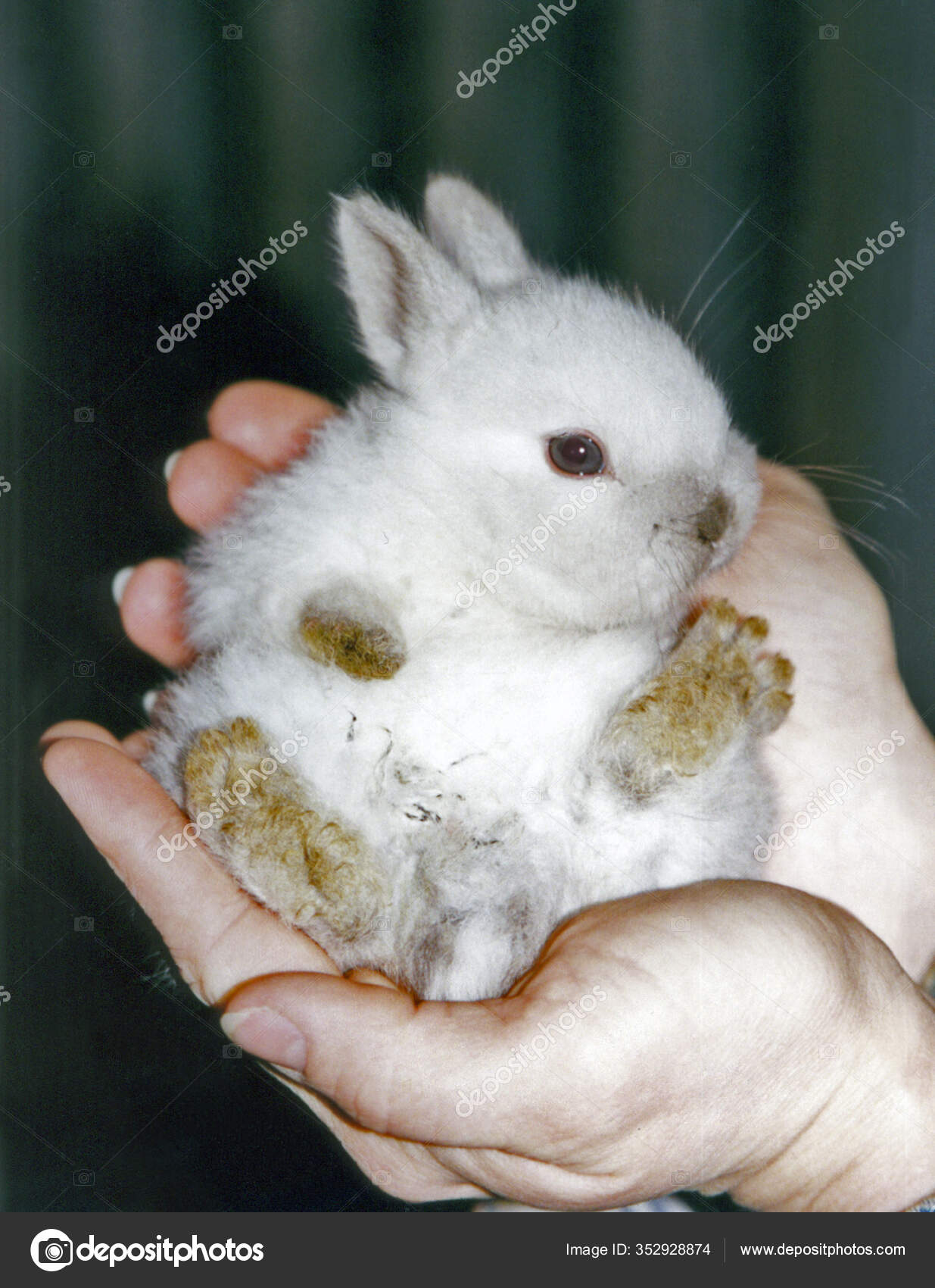 White Rabbit Hands Girl — Stock Photo © PantherMediaSeller #352928874