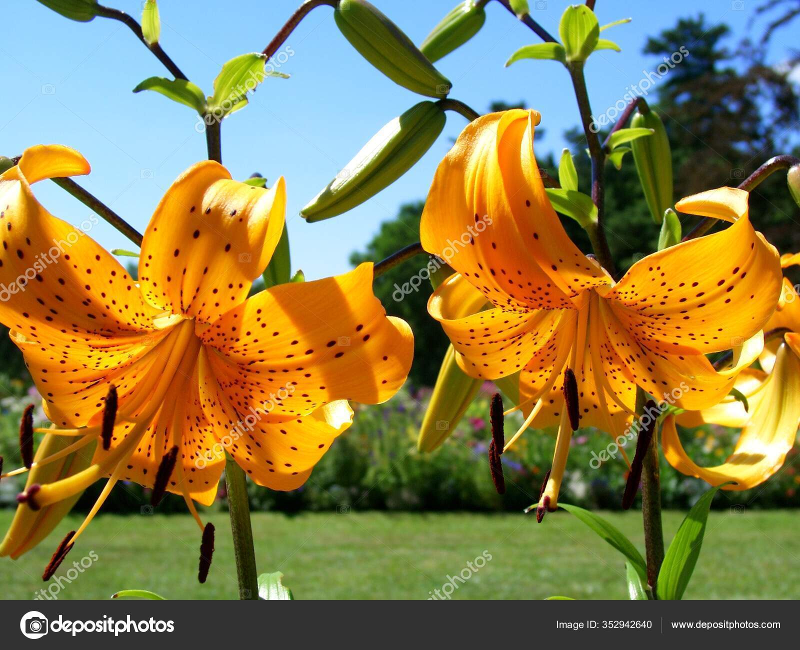 Beautiful Botanical Flora Lily Flower Petals — Stock Photo ...
