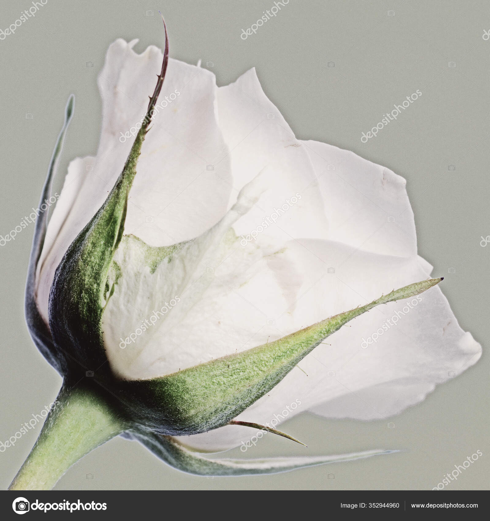 White Rose Green Background — Stock Photo © PantherMediaSeller #352944960