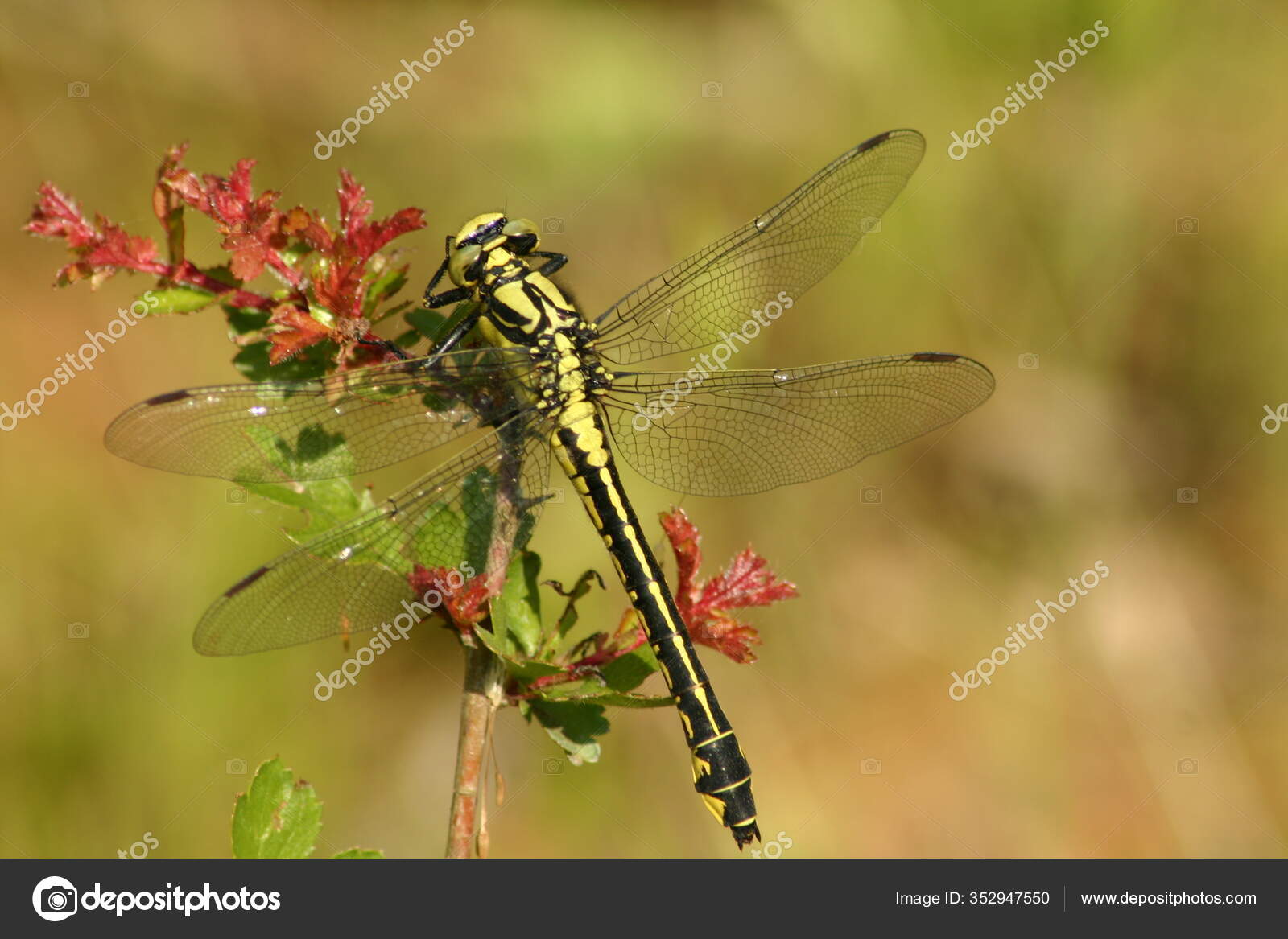 Dragonfly Insect Odonata Fauna — Stock Photo © PantherMediaSeller ...