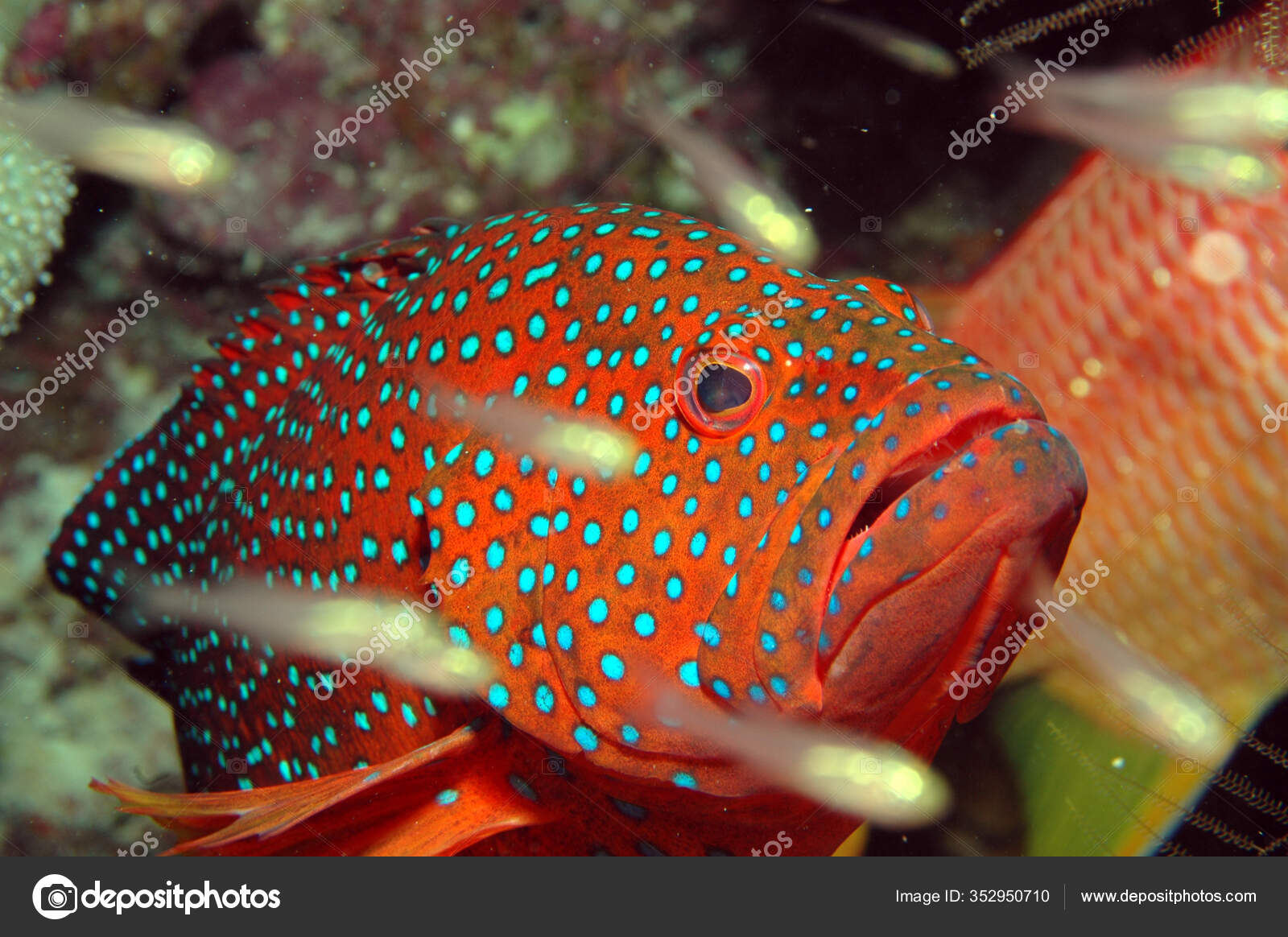 Beautiful Red Fish Swimming Aquarium — Stock Photo © PantherMediaSeller ...