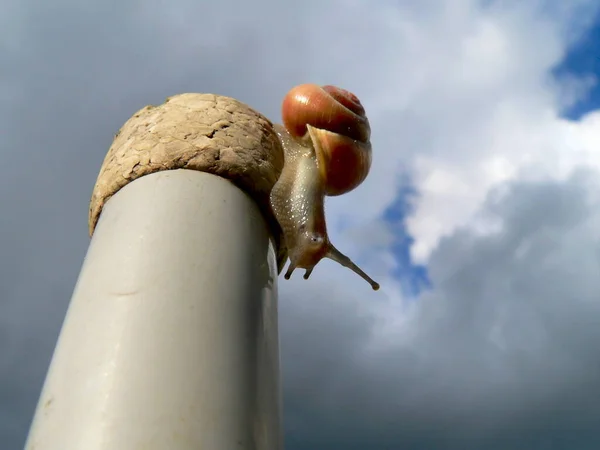 How long would it take for a snail to climb the worlds tallest building ...
