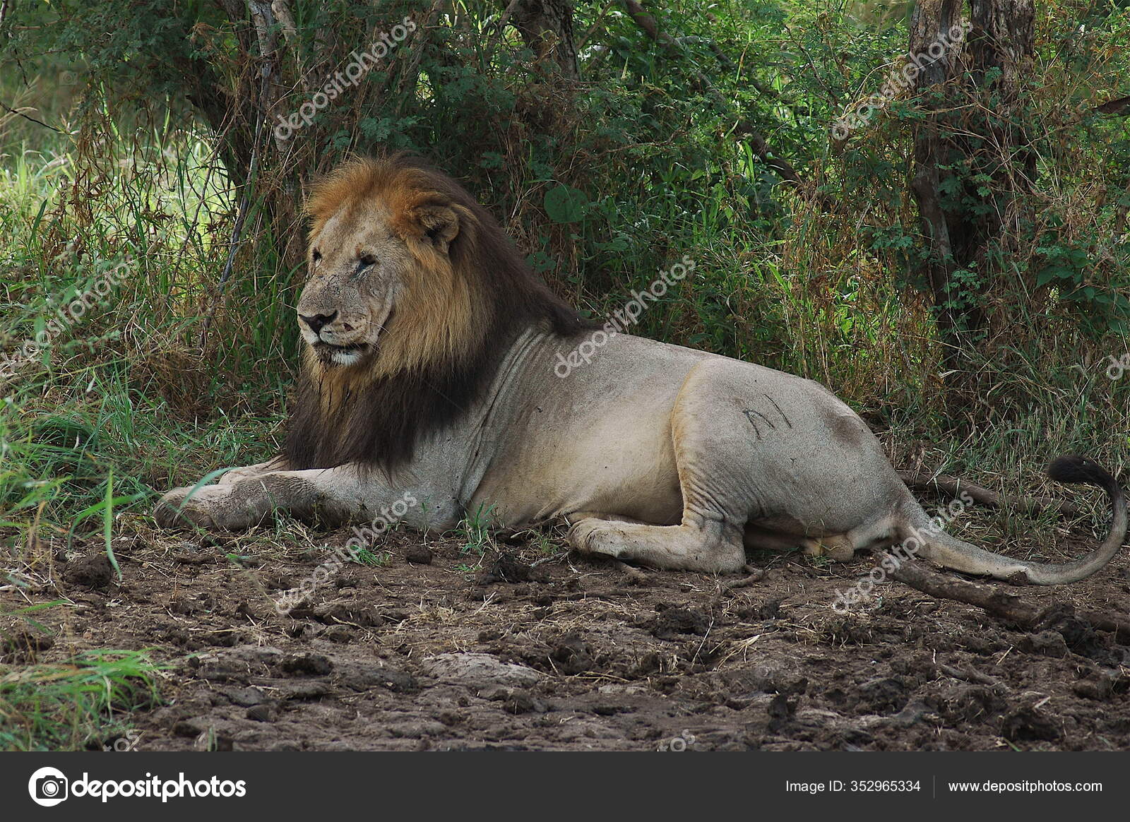 Depredador Animal León Depredador Felino: fotografía de stock ...