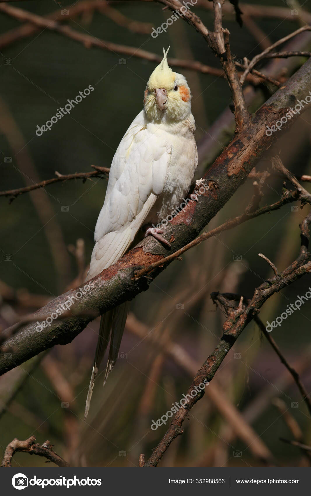 Blaue Lutino Nymphensittiche