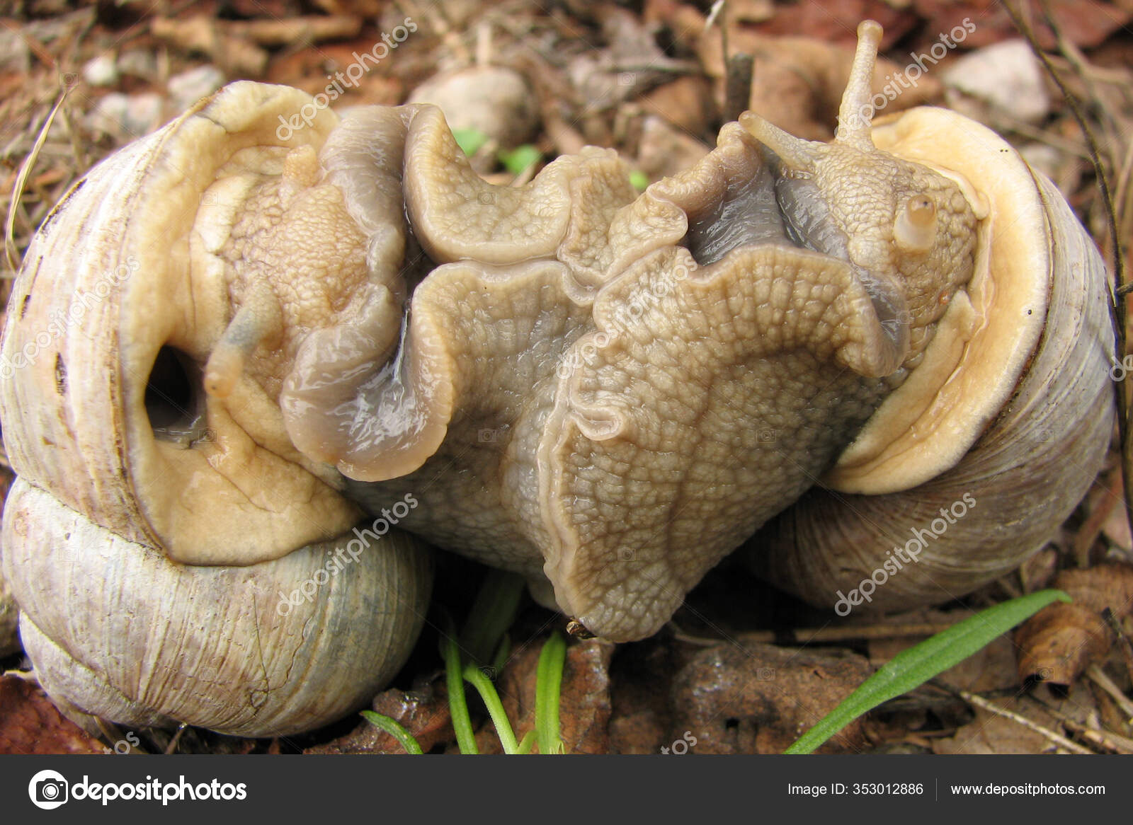 Helix Snail Mollusk Shell Animal — Stock Photo © PantherMediaSeller ...